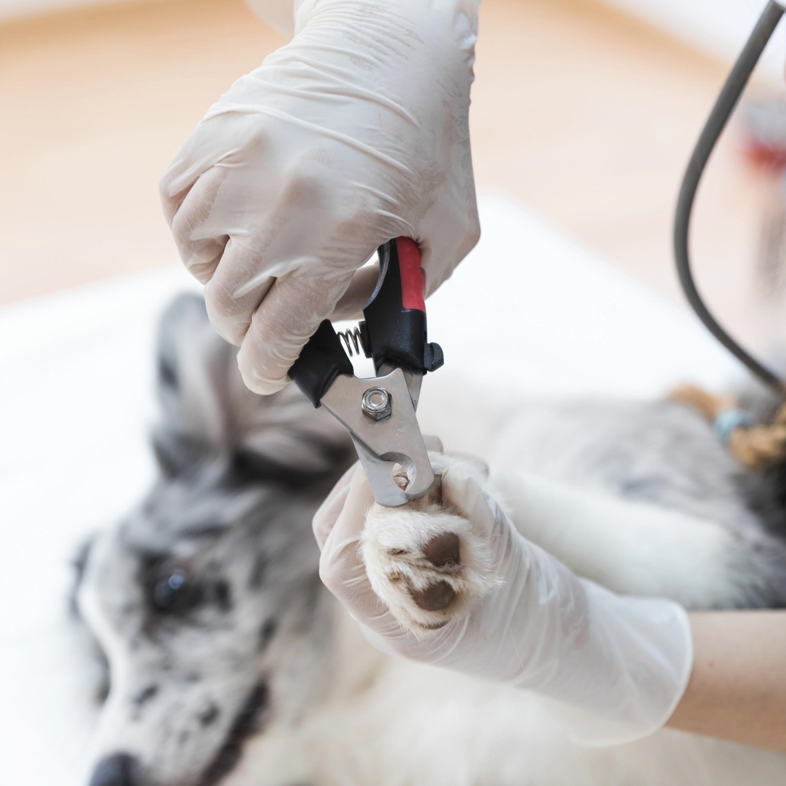 Petcure em casa – Guia Olá SP